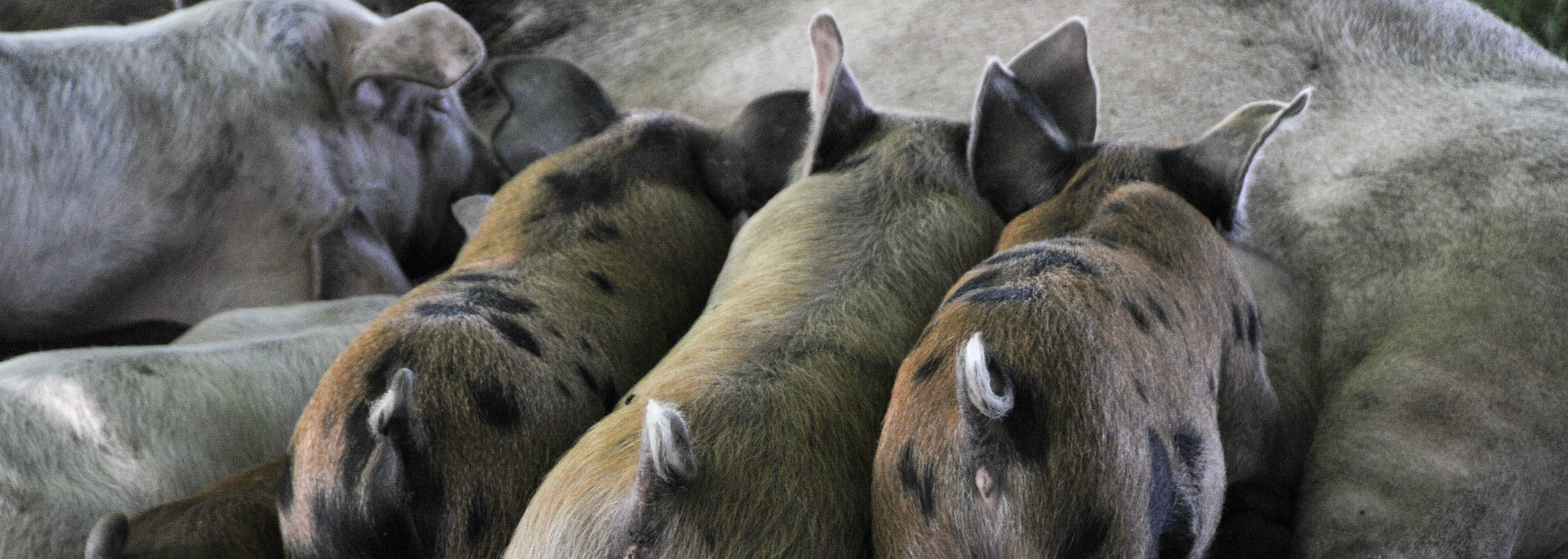 Presserum | Dyrenes Beskyttelse