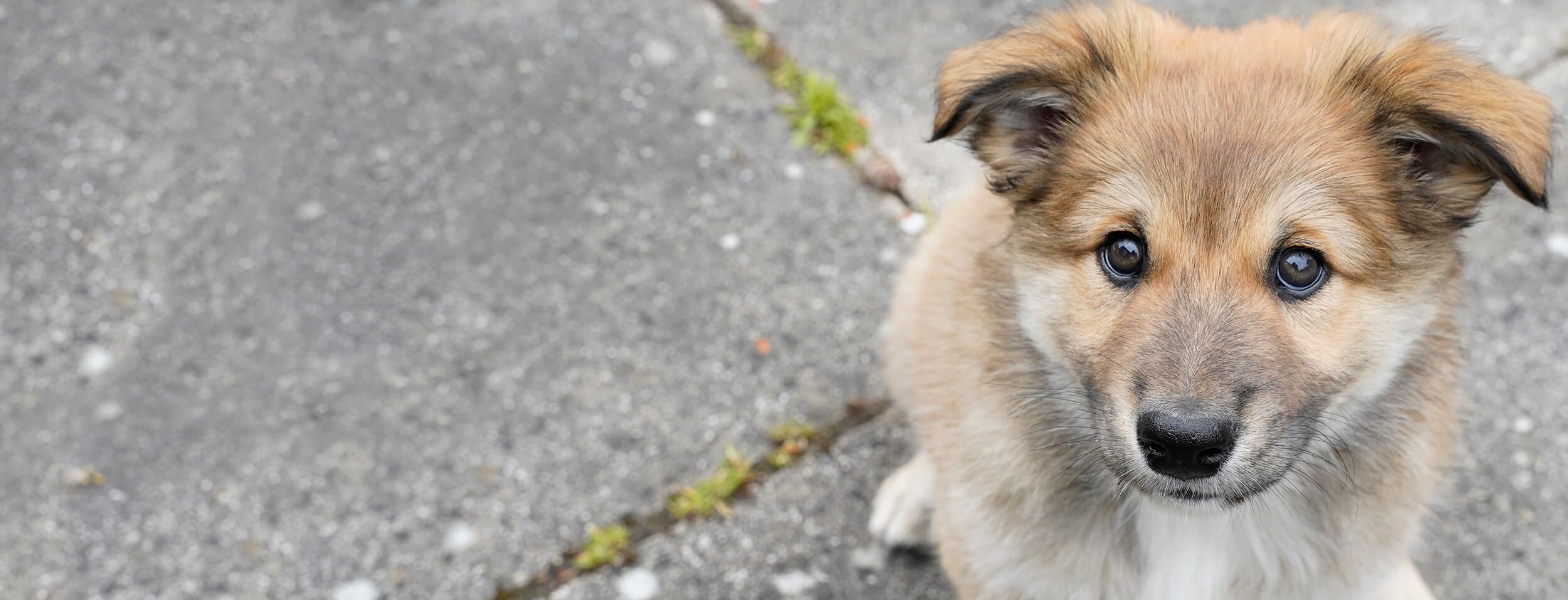 Årsregnskaber | Dyrenes Beskyttelse