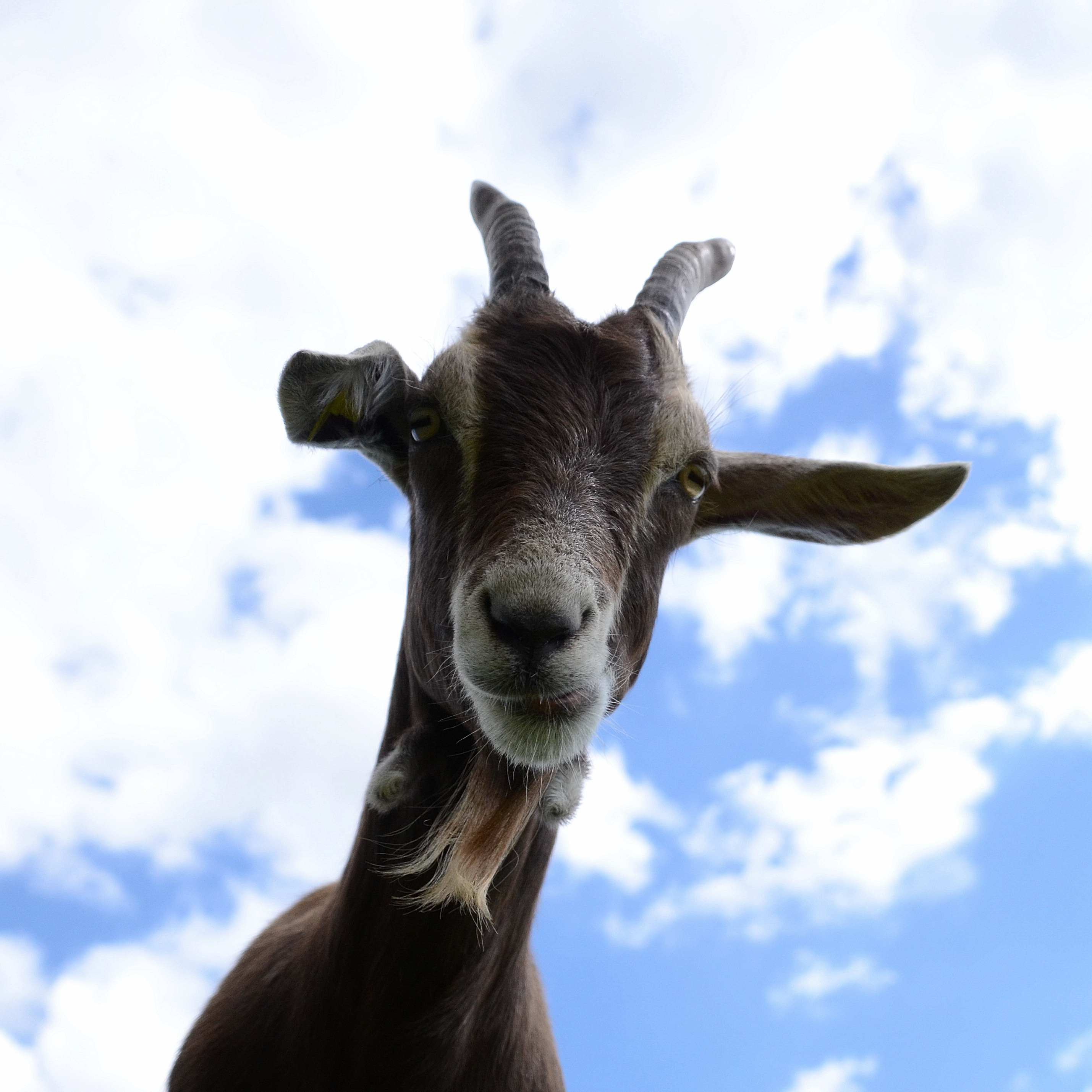 Lone Landmand | Dyrenes Beskyttelse