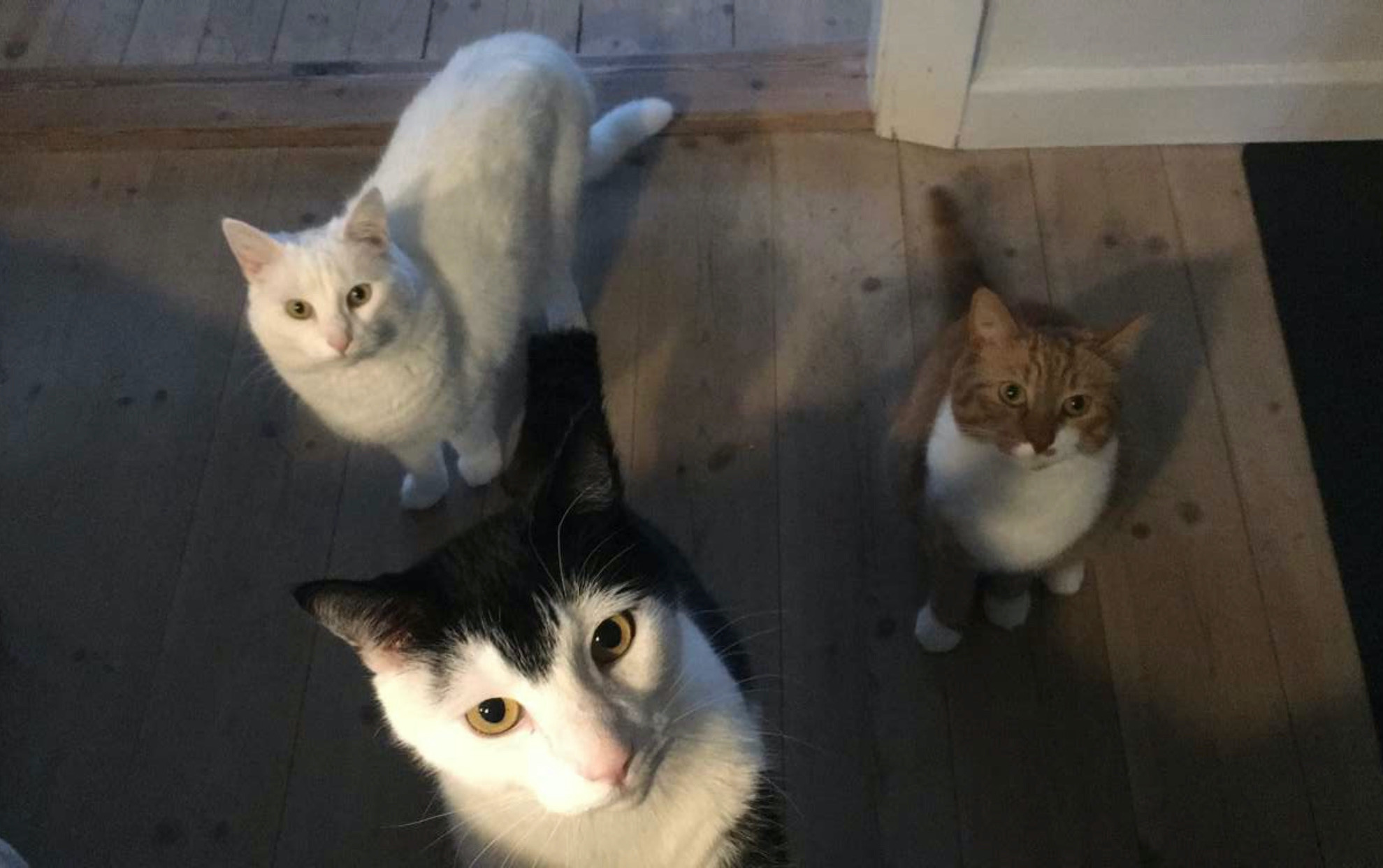 7 år som professionel kattekæler | Dyrenes Beskyttelse