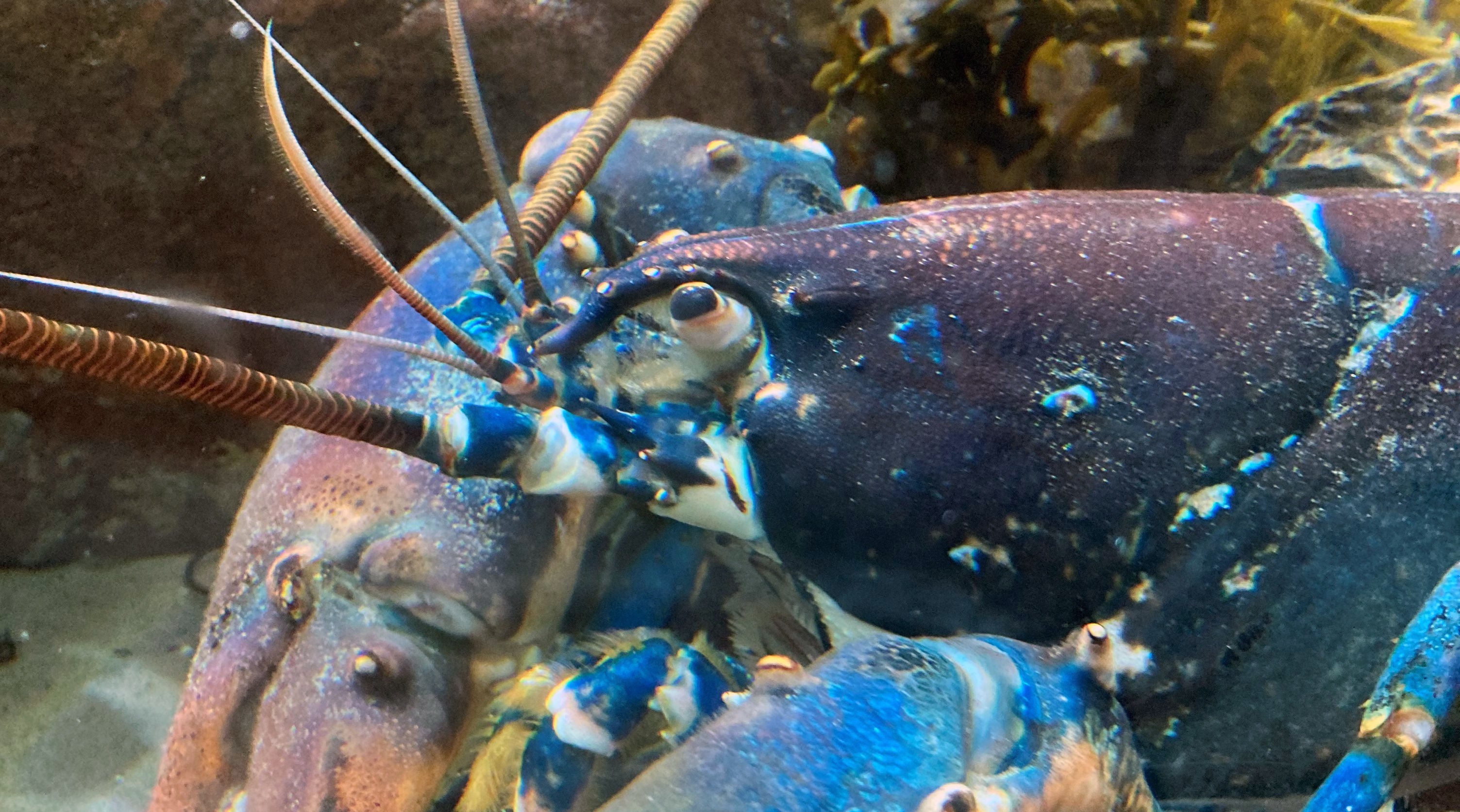 Klar besked: Det er strafbart at koge hummer levende | Dyrenes Beskyttelse