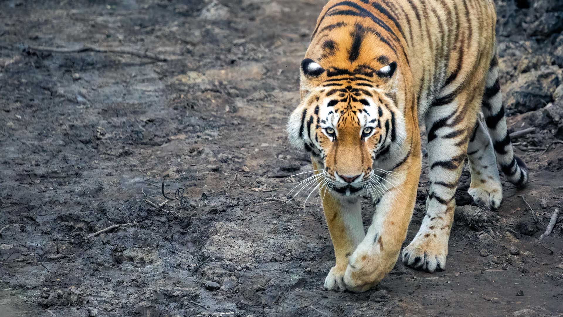 Knuthenborg Camp | Dyrenes Beskyttelse