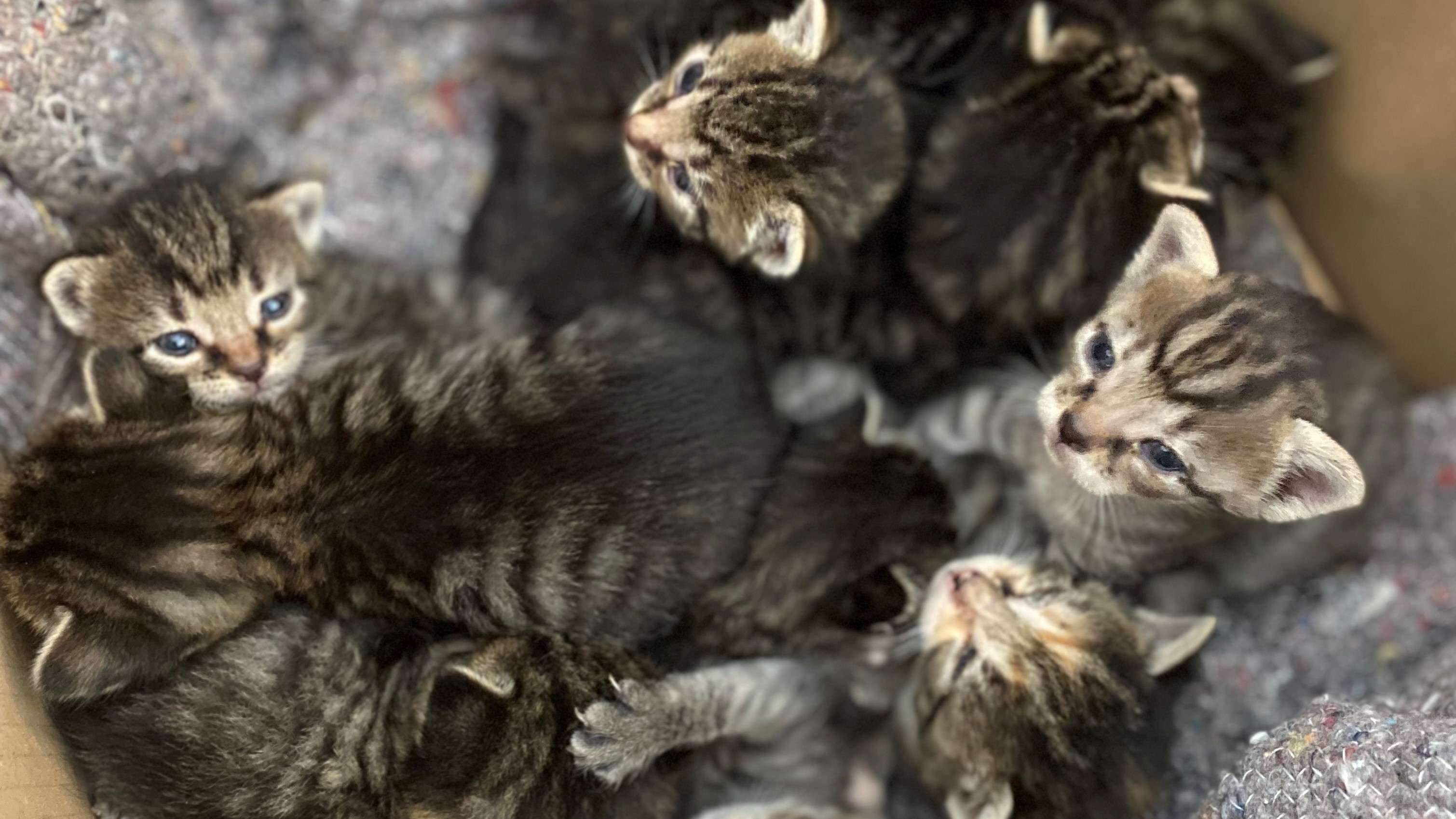 11 uønskede killinger sendt i pleje | Dyrenes Beskyttelse