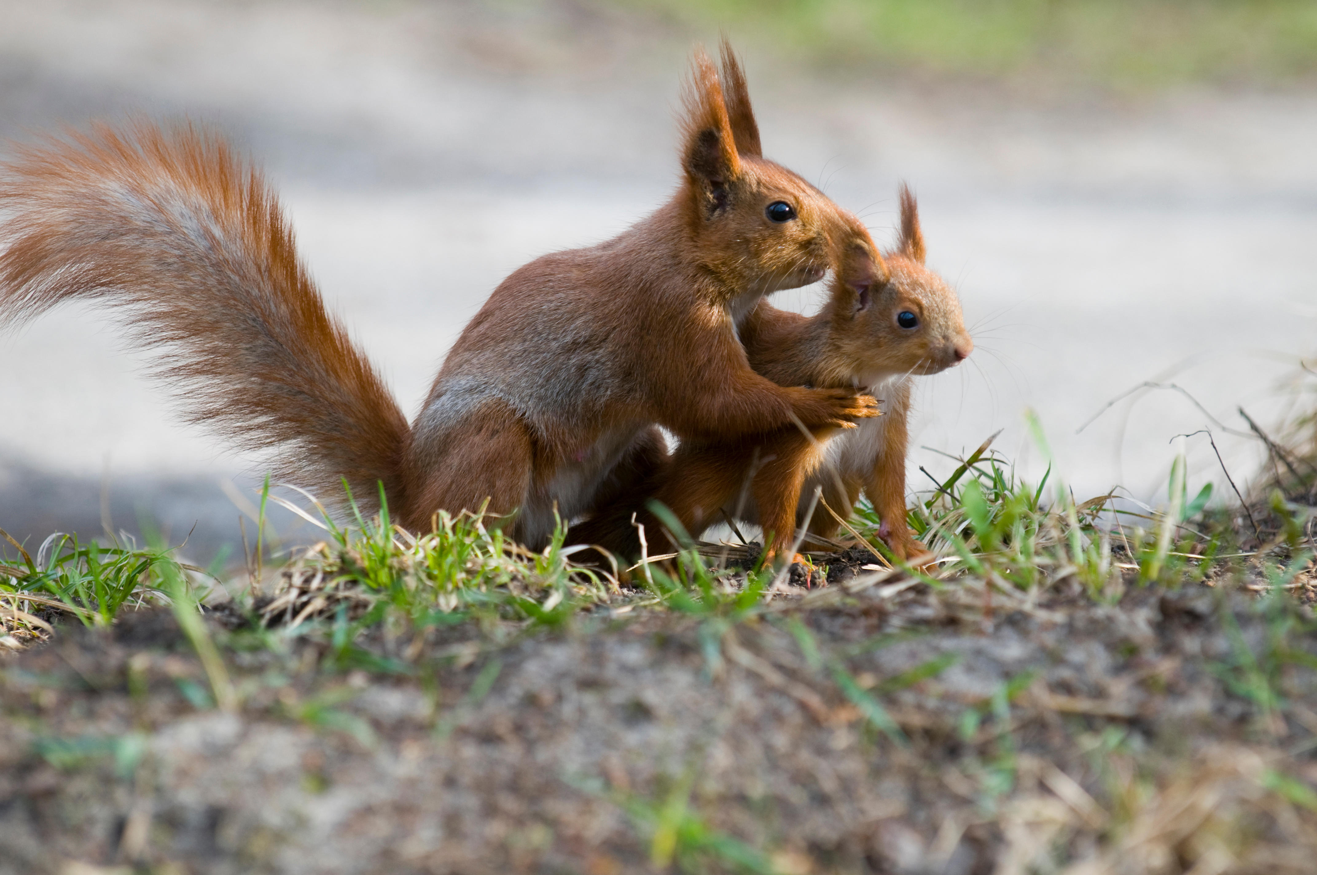 Hjælp til de vilde dyr | Dyrenes Beskyttelse