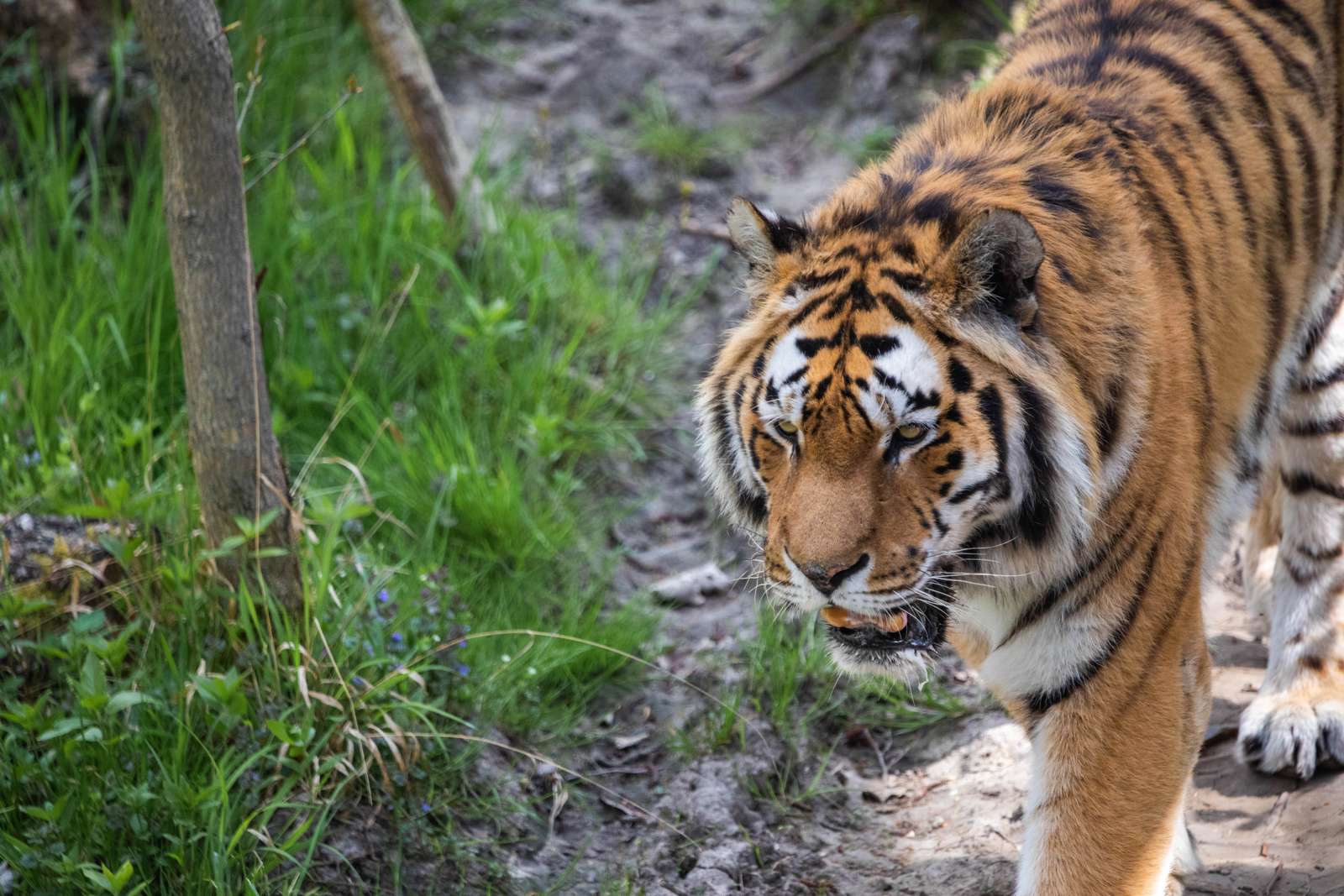 Knuthenborg Camp | Dyrenes Beskyttelse