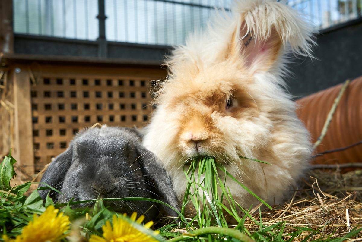 Kravene til kaniner kommer bag på danskerne | Dyrenes Beskyttelse