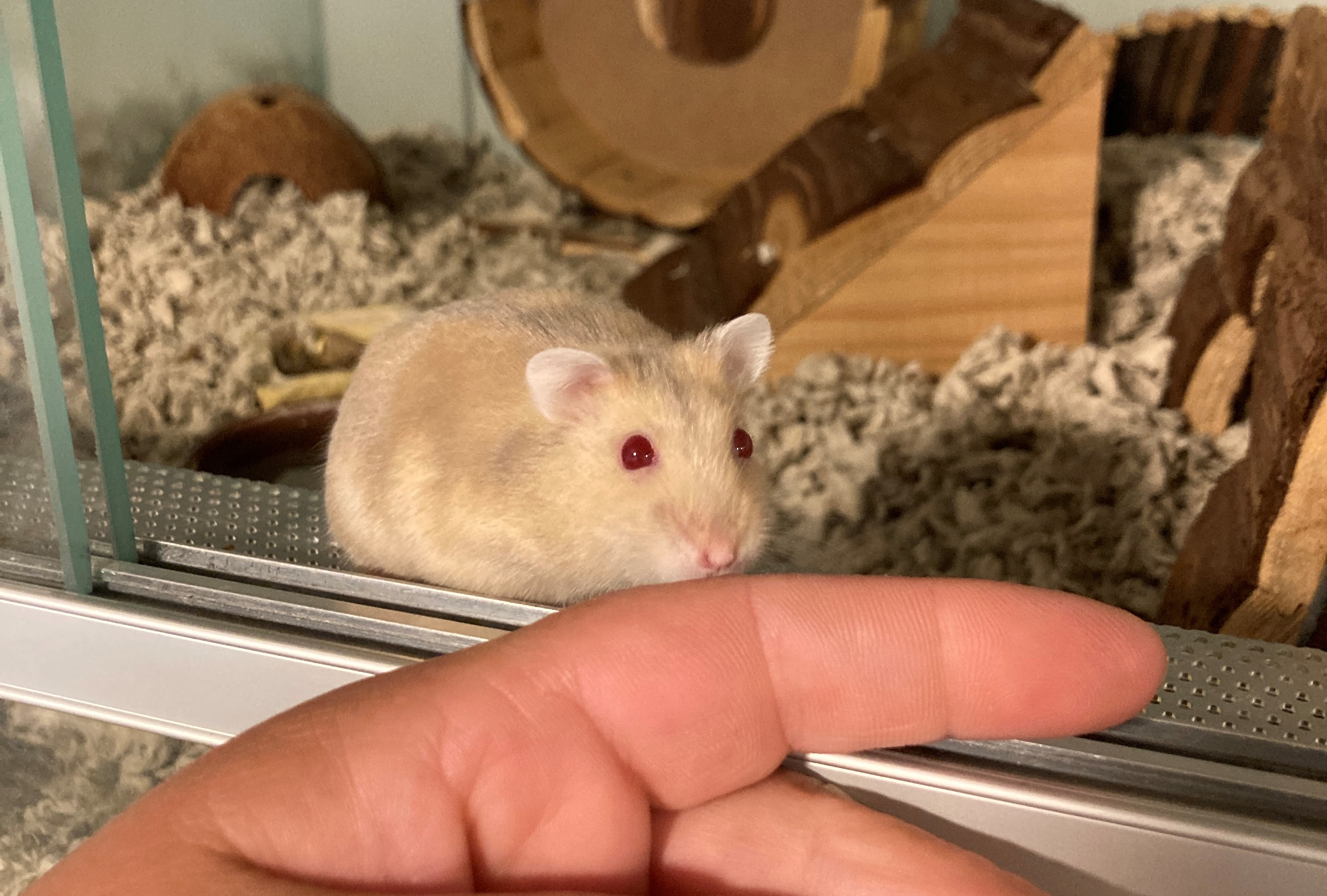 3 hamstere dumpet i plastikposer | Dyrenes Beskyttelse