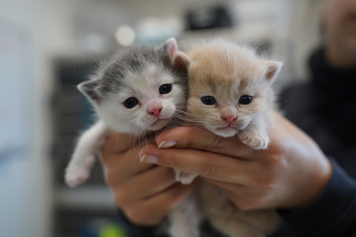 Kattemor blev kørt ihjel og efterlod 4 små killinger | Dyrenes Beskyttelse