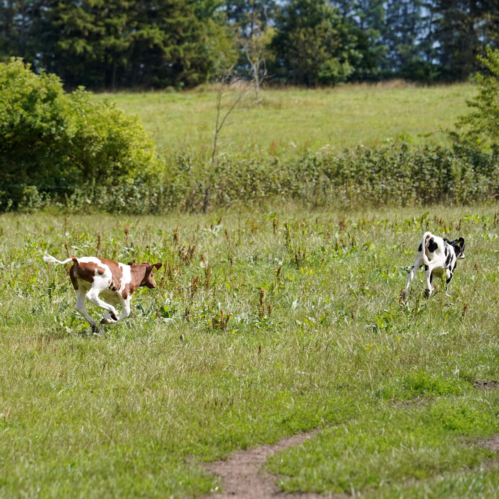Anbefalet af Dyrenes Beskyttelse - Lev dyrevenligt