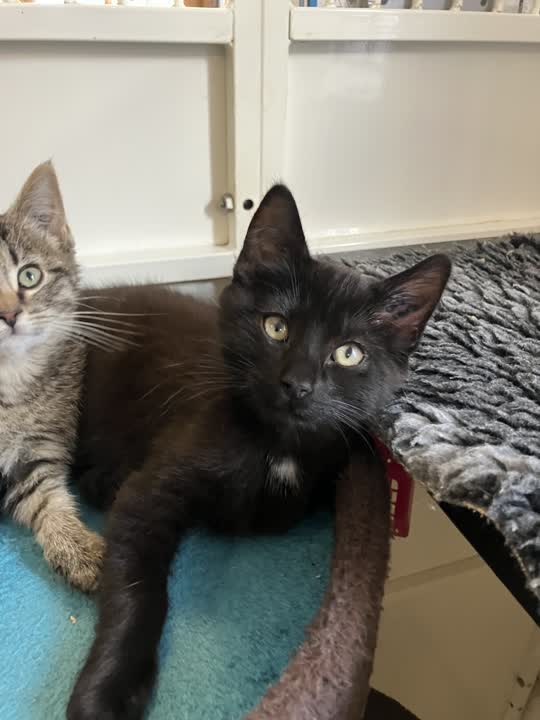 Polle | Dyrenes Beskyttelse