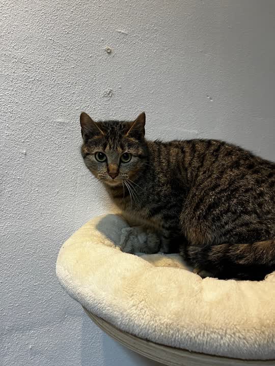 Mirabella | Dyrenes Beskyttelse