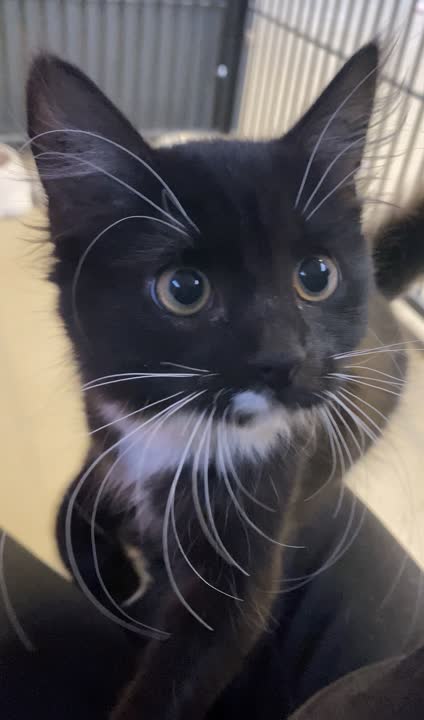 Pingvin | Dyrenes Beskyttelse