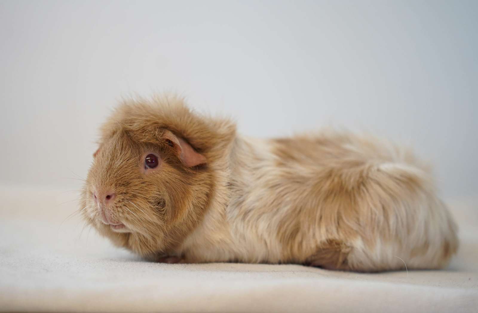 Ny forskning: Inaktivitet giver marsvin sygdomme | Dyrenes Beskyttelse