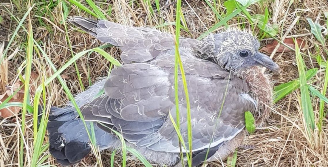 Dueunger | Dyrenes Beskyttelse