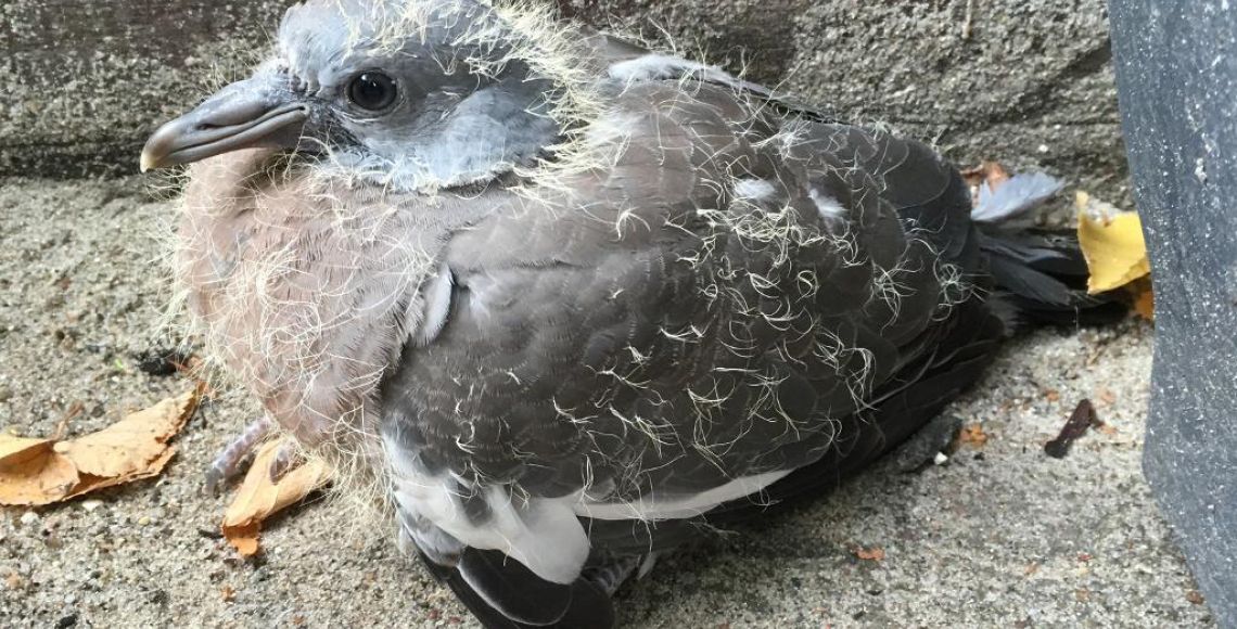 Dueunger | Dyrenes Beskyttelse