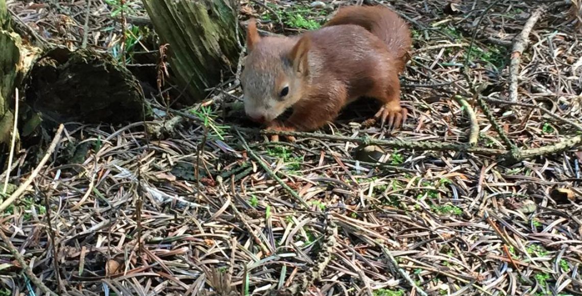 Egernunge | Dyrenes Beskyttelse