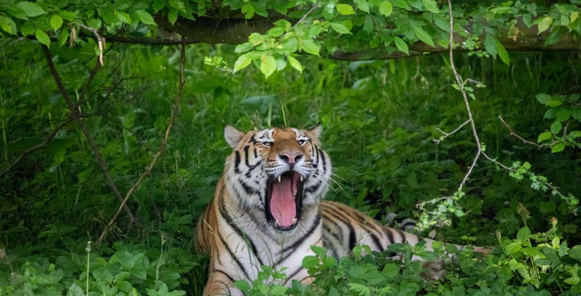 Europas største tigeranlæg er åbnet i Knuthenborg Safaripark | Dyrenes ...