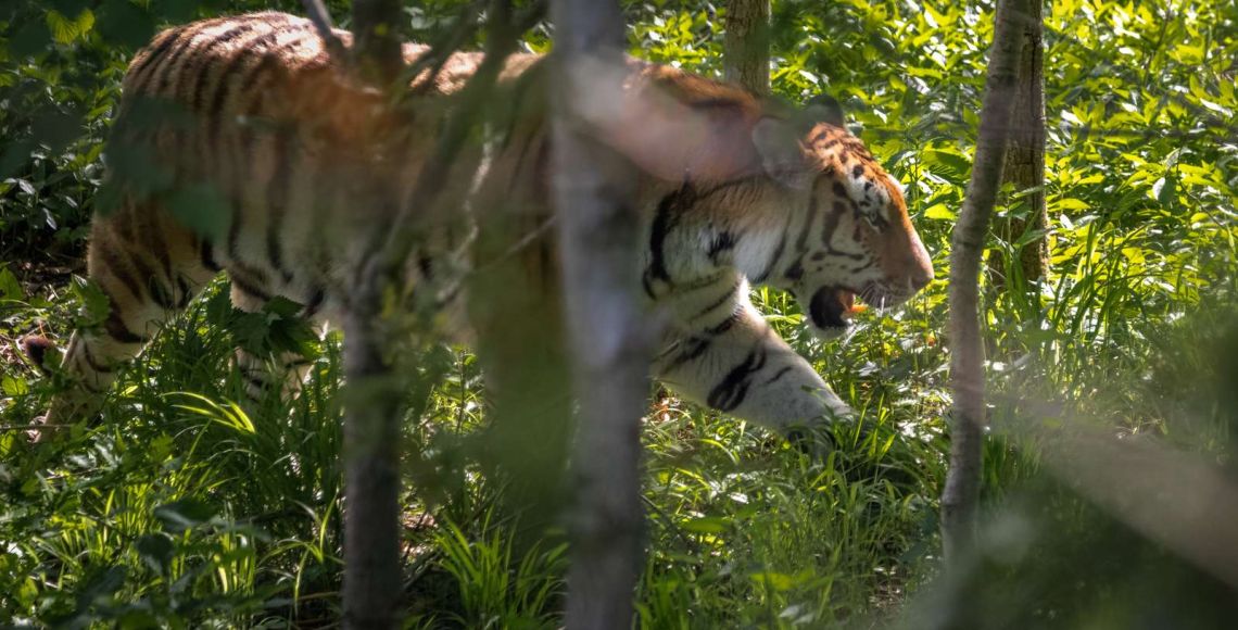 Europas største tigeranlæg er åbnet i Knuthenborg Safaripark | Dyrenes ...