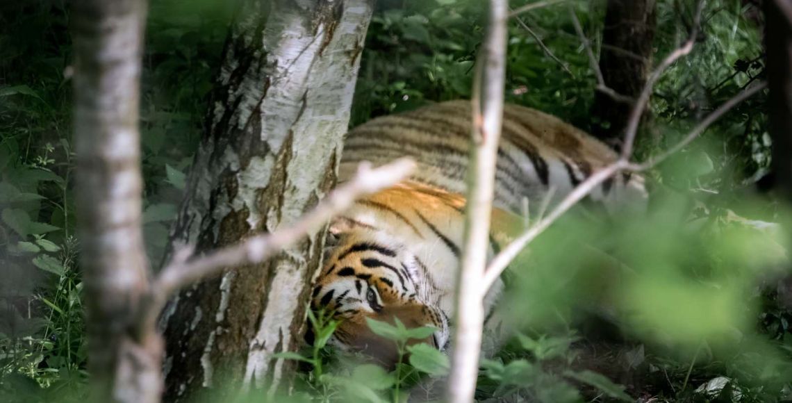 Europas største tigeranlæg er åbnet i Knuthenborg Safaripark | Dyrenes ...