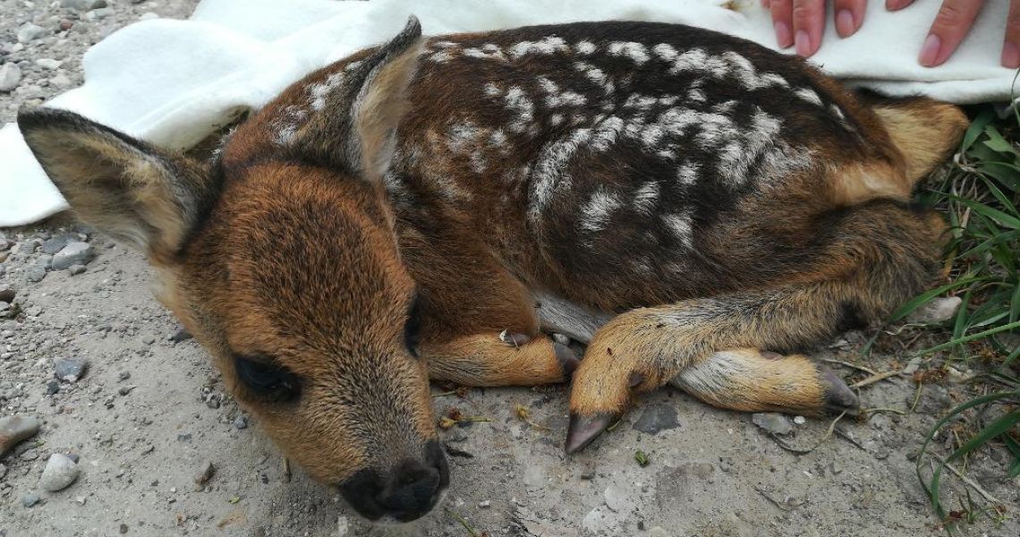 Nix pille: Mor er lige i nærheden | Dyrenes Beskyttelse