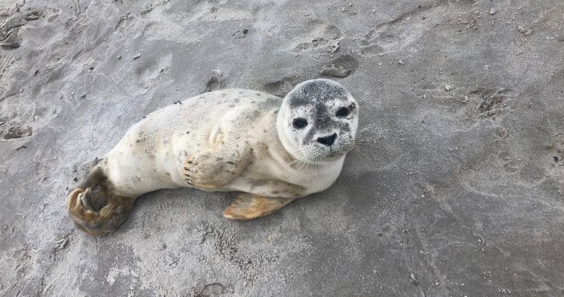19 procent flere opkald om sæler i 2019 | Dyrenes Beskyttelse