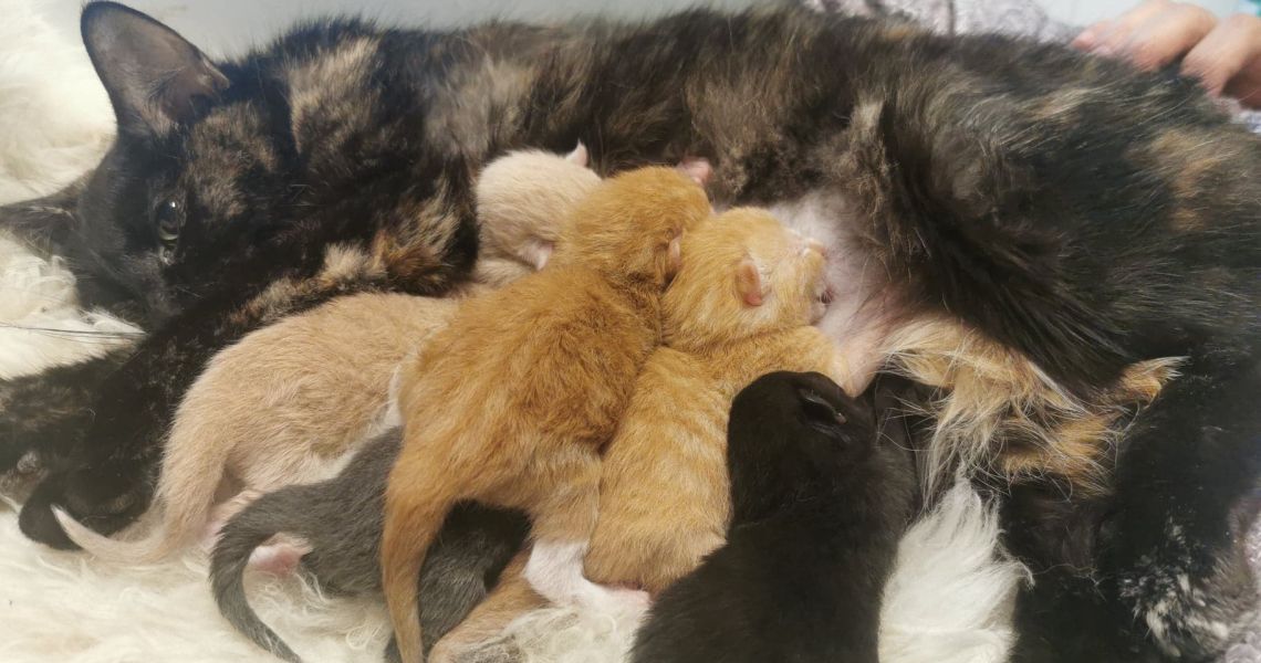 Når killinger får killinger | Dyrenes Beskyttelse