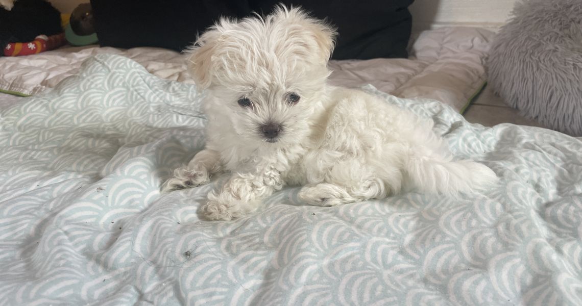 Skæmmende tendens: Hundehvalpe dumpes | Dyrenes Beskyttelse