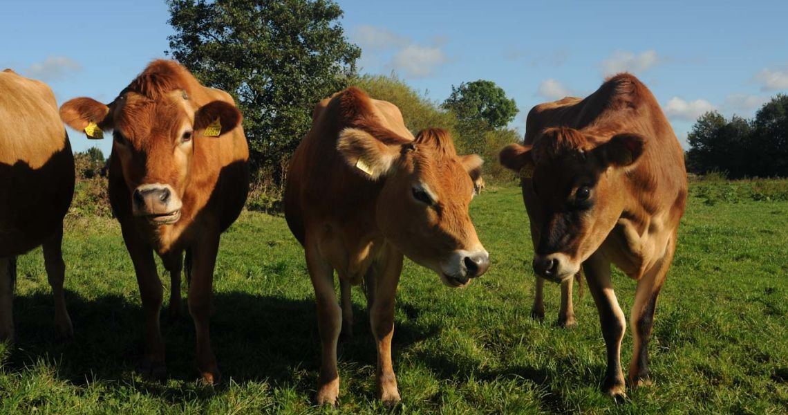 Køer på græs har en klima-fordel | Dyrenes Beskyttelse