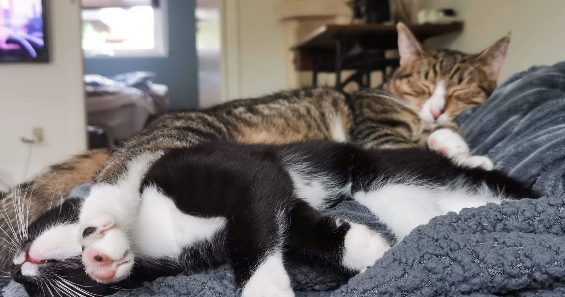 Killinger gemte sig under skibscontainere | Dyrenes Beskyttelse