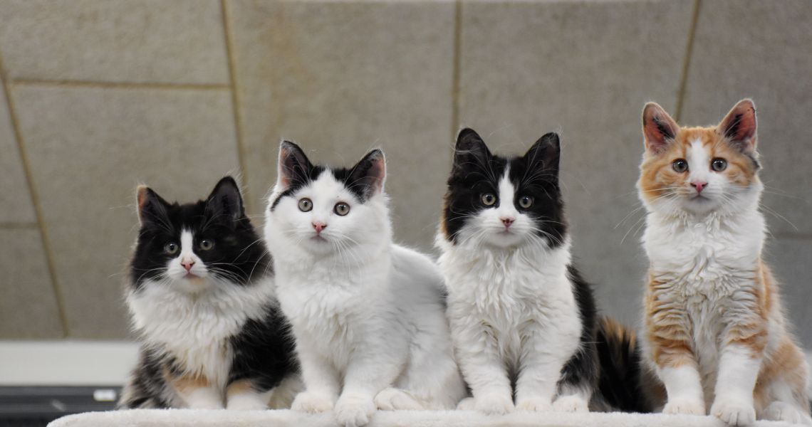 Ikke plads til flere katte: Internater mangler desperat ...