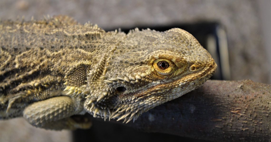 Totalt forbud mod at importere dyr fra naturen | Dyrenes Beskyttelse