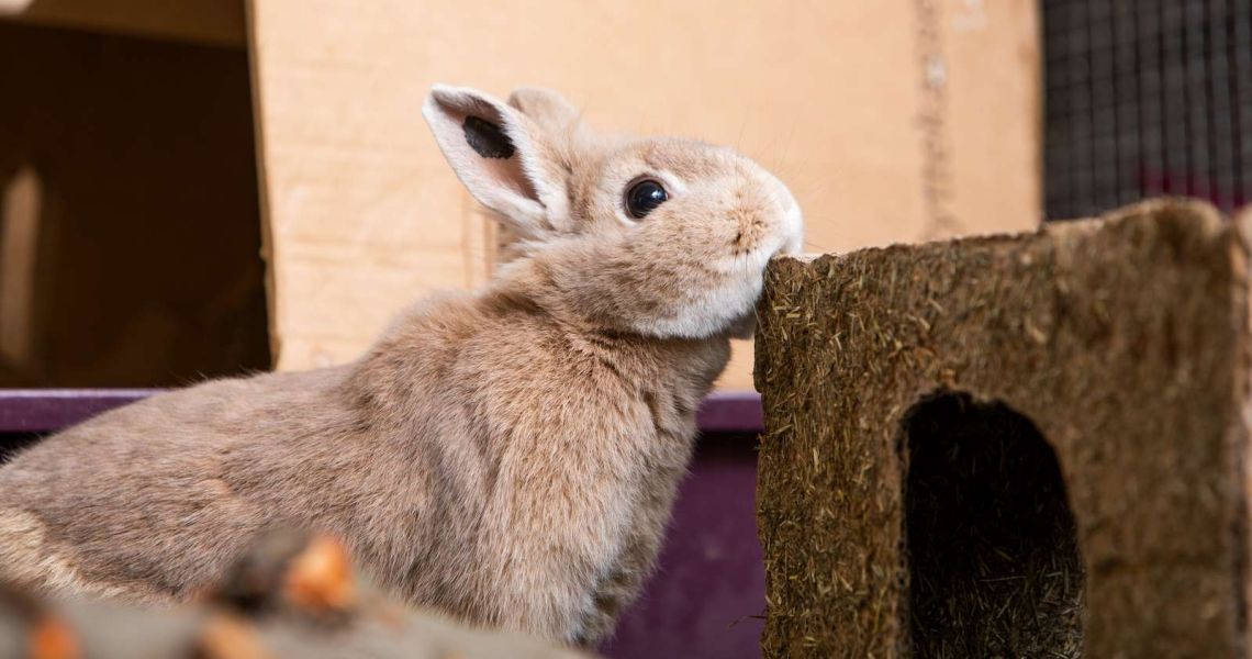 Populært familiedyr lever ofte kummerligt | Dyrenes Beskyttelse