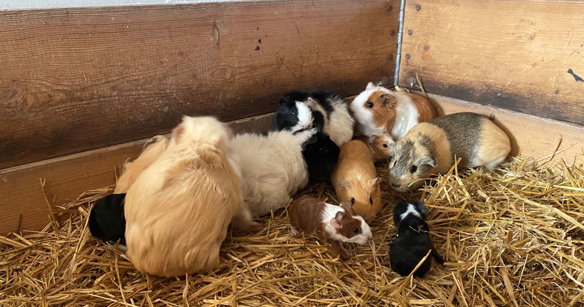 23 marsvin overdraget til Bornholms Internat | Dyrenes Beskyttelse