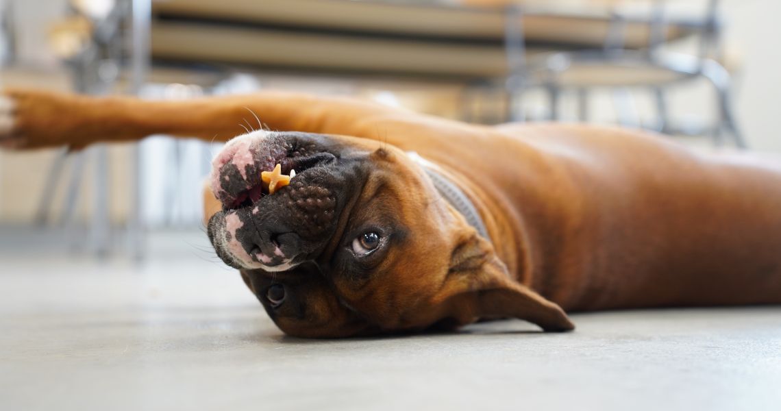 Hunde sidder fast på internater over hele landet | Dyrenes Beskyttelse