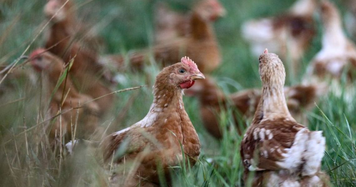 Dyrevelfærd online hos REMA 1000 | Dyrenes Beskyttelse