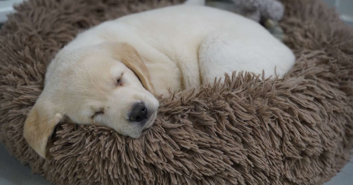 Hvalpe indleveret under fødslen | Dyrenes Beskyttelse