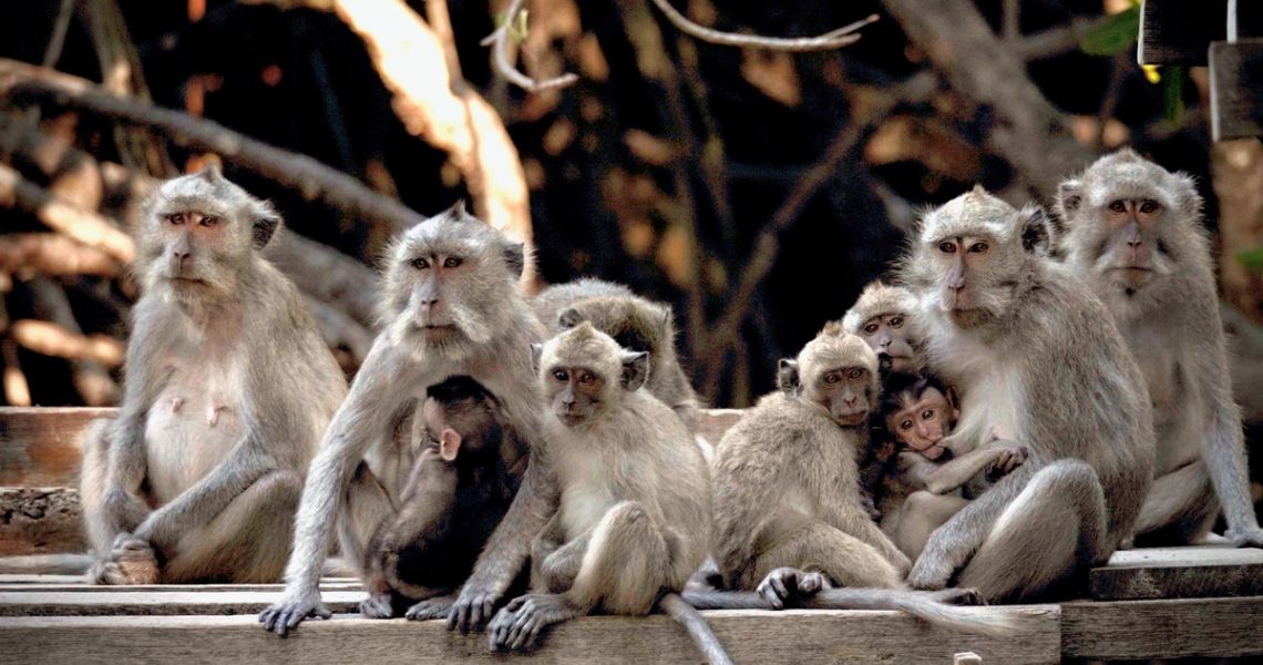 Efterspørgslen på makak-aber eksploderer – og mishandlingen følger med ...