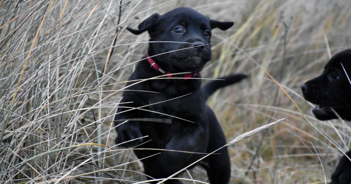 Du adopterer en historie | Dyrenes Beskyttelse