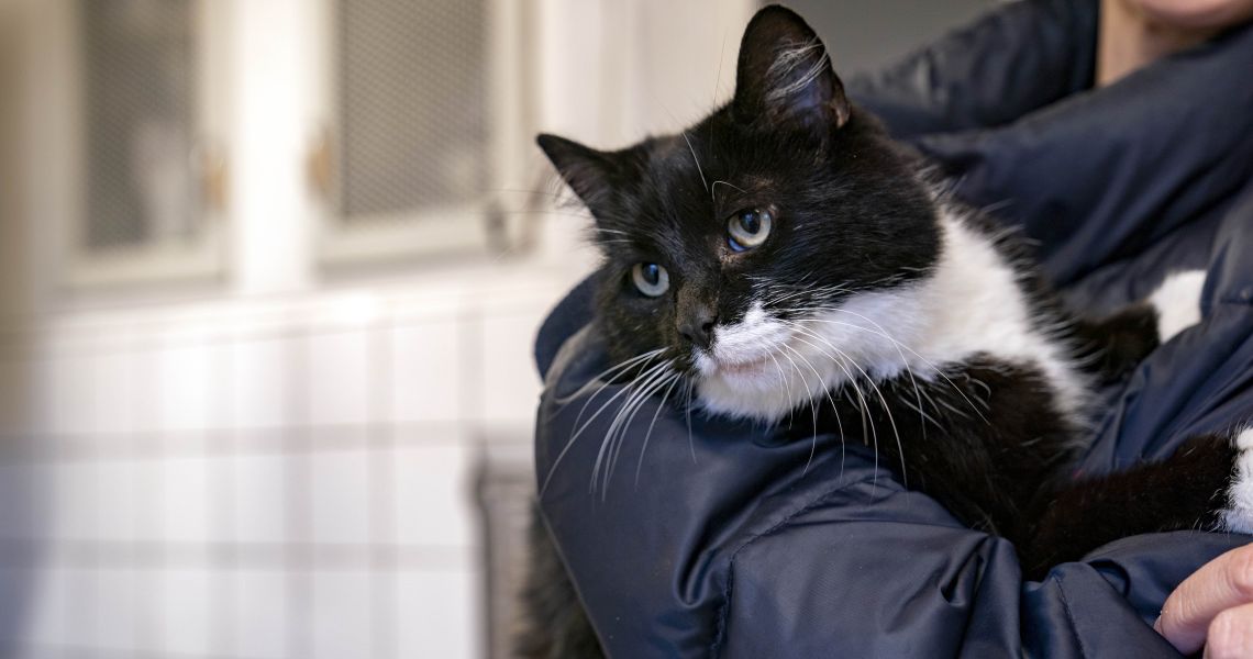 Miraklet i Helsingør: Kat kom hjem efter 8 år | Dyrenes Beskyttelse