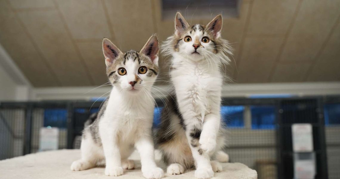 Killinger boede i minkbure | Dyrenes Beskyttelse