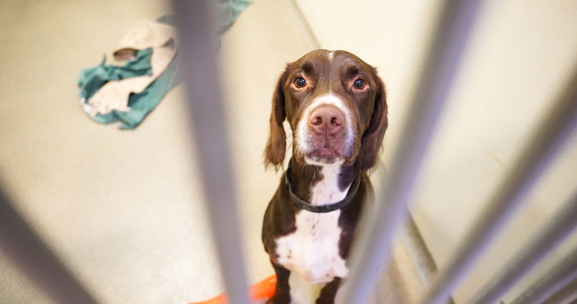 Ingen ville have Buller | Dyrenes Beskyttelse