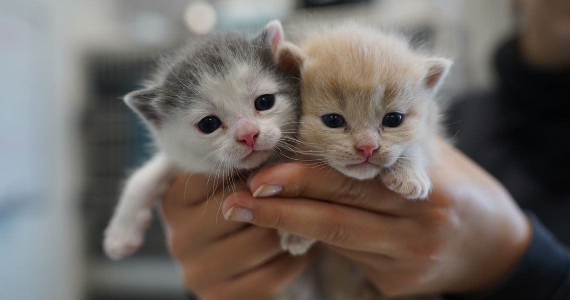 Kattemor blev kørt ihjel og efterlod 4 små killinger | Dyrenes Beskyttelse