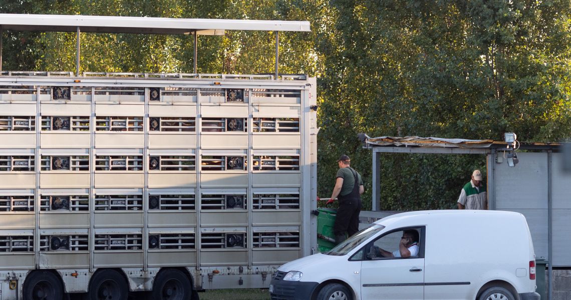 EU-kandidat: Manglende højdekrav er ”noget svineri” | Dyrenes Beskyttelse