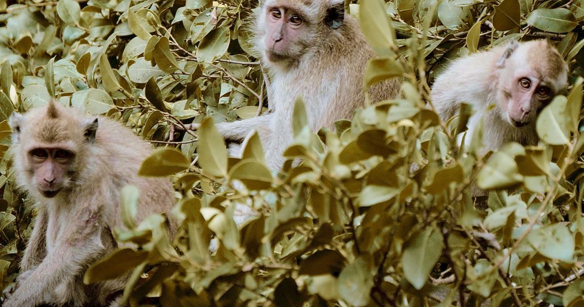 Et af verdens mest handlede dyr: Hvad gør makak-aben speciel? | Dyrenes ...