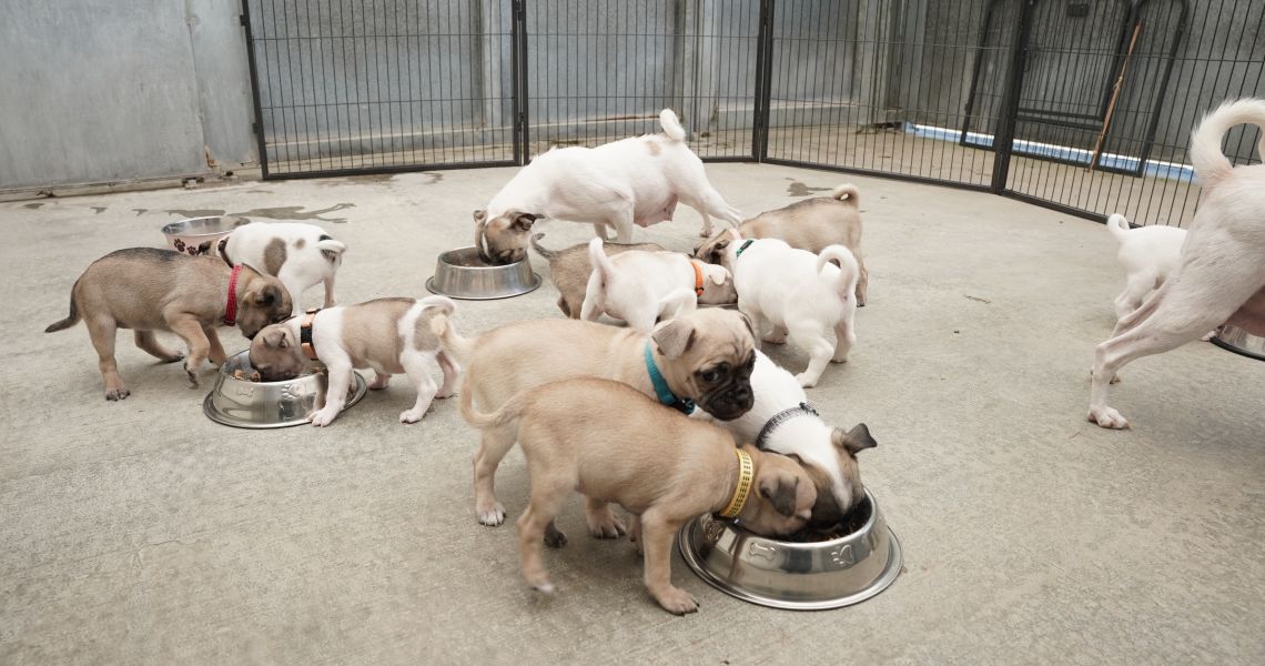 15 hunde i dyreværnssag: De første 14 dage på dyreinternatet | Dyrenes Beskyttelse
