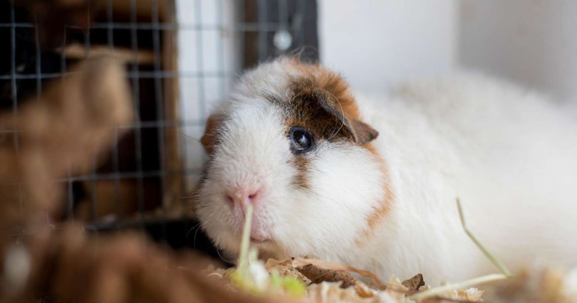 Ny forskning: Inaktivitet giver marsvin sygdomme | Dyrenes Beskyttelse