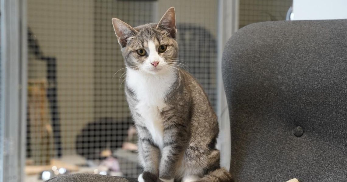 Bornholms dyreinternat er fyldt til bristepunktet med katte | Dyrenes Beskyttelse