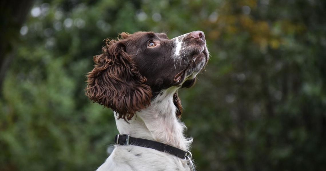 Mand idømt bøde for mishandling af hund | Dyrenes Beskyttelse