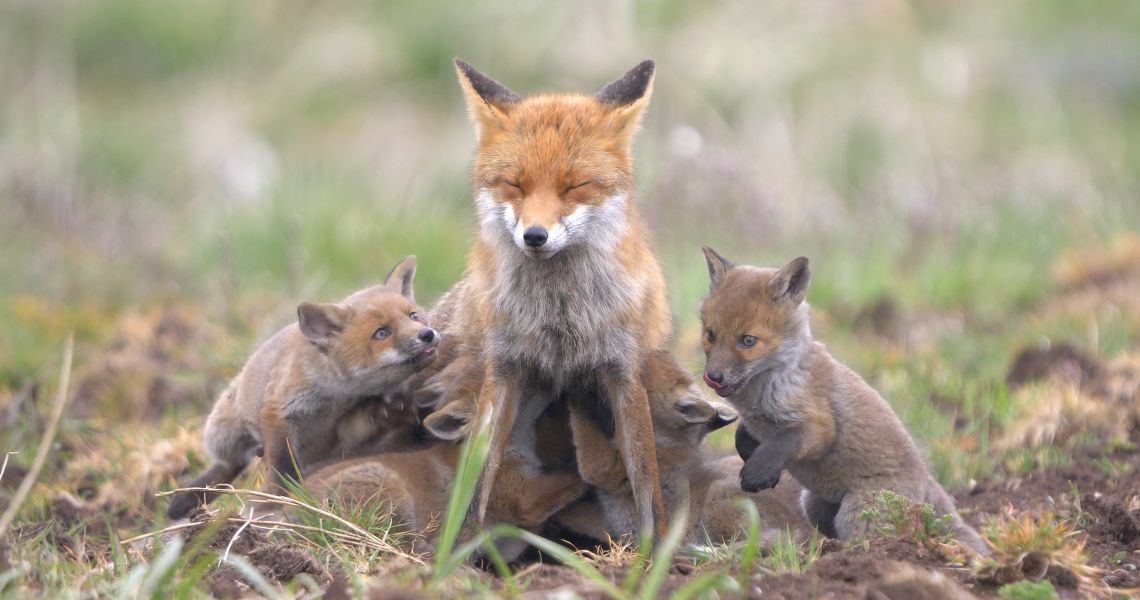 Mor skudt – ungerne alene: Rævens barske skæbne i Danmark | Dyrenes ...