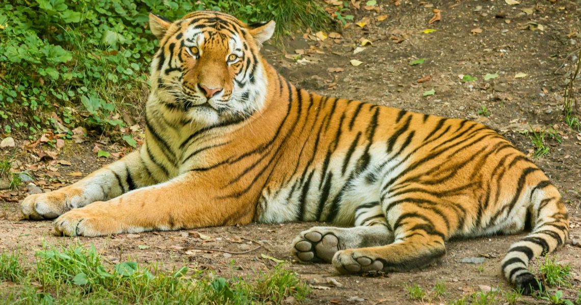 Pas på: Turistfælder i ferien kan koste dyrene deres frihed | Dyrenes ...